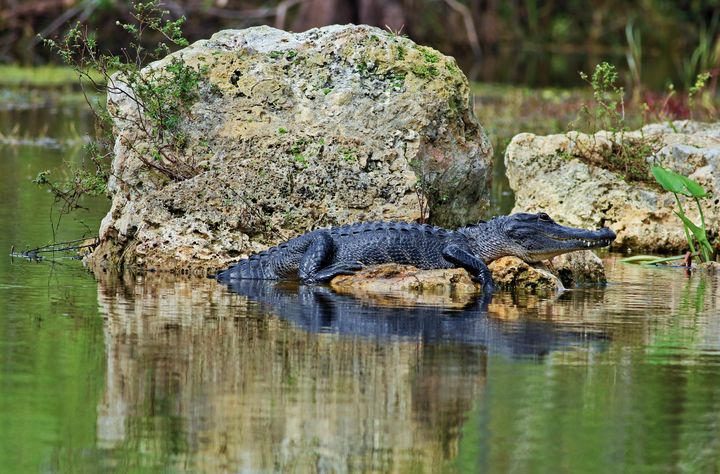Gator in the Everglades IV - Photography by Michiale - Photography ...