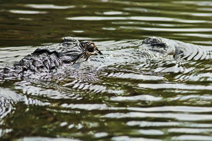 Gator in the Everglades VI - Photography by Michiale - Photography ...