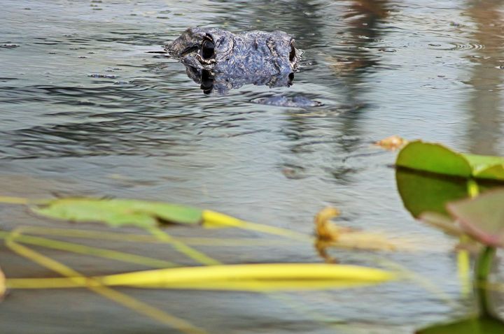 Gator in the Everglades VII - Photography by Michiale - Photography ...