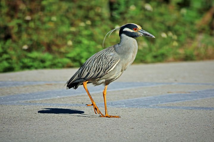 Take a Hard Left - Photography by Michiale - Photography, Animals ...