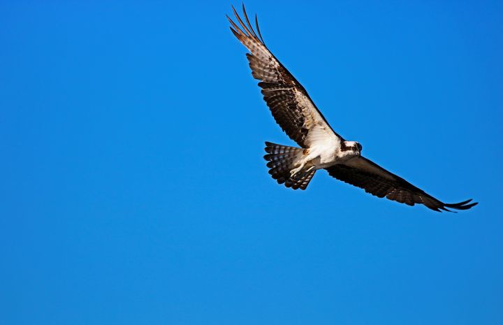 Wild Wings - Photography by Michiale - Photography, Animals, Birds ...