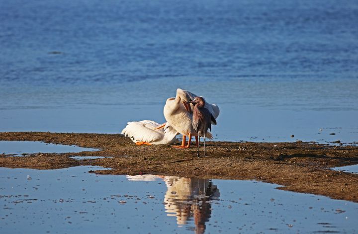 The Most Infamous Scoundrel - Photography by Michiale - Photography ...