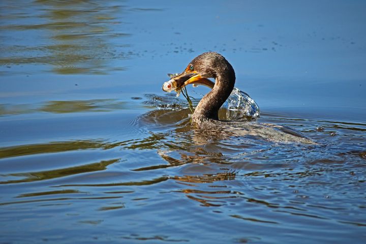 The Heist - Photography by Michiale - Photography, Animals, Birds ...