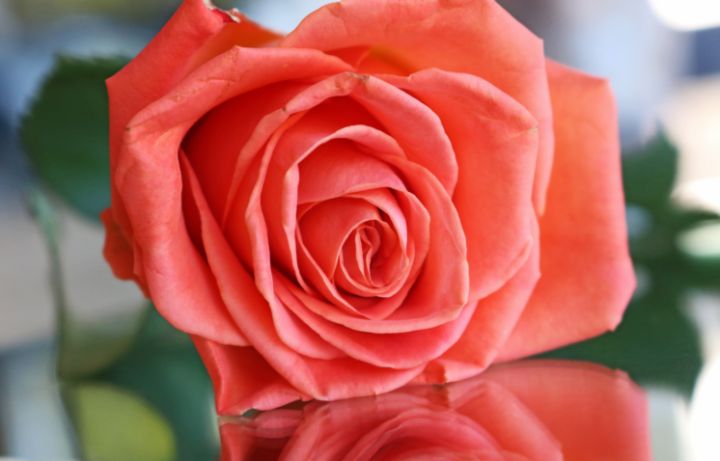 A Sense of Graciousness - Photography by Michiale - Photography ...