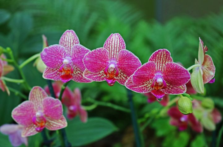 Graceful Glide - Photography by Michiale - Photography, Flowers, Plants ...