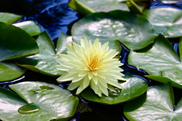 Open Your Heart - Photography by Michiale - Photography, Flowers ...