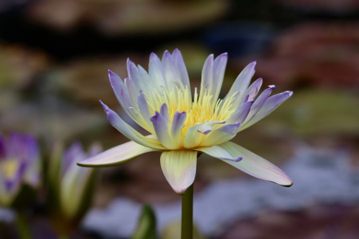 Point of Attraction - Photography by Michiale - Photography, Flowers ...