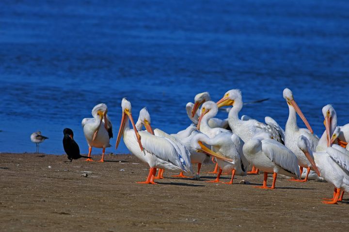 Beautiful Entourage - Photography by Michiale - Photography, Animals ...
