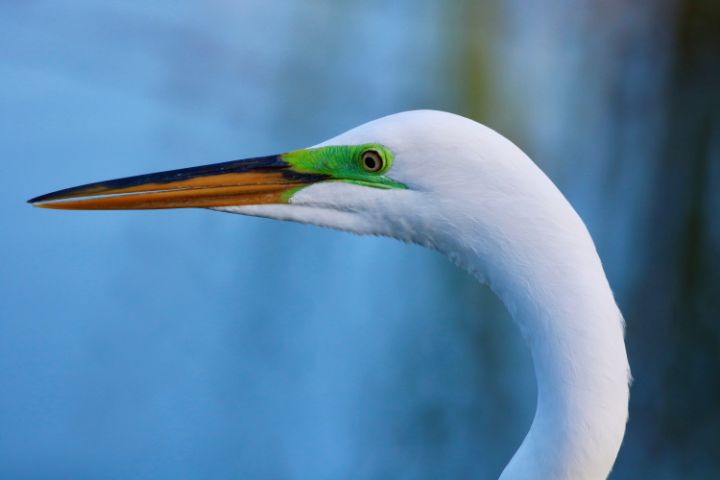 Great Egret Portrait - Photography by Michiale - Photography, Animals ...