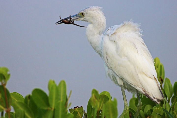 Entrapment - Photography by Michiale - Photography, Animals, Birds ...