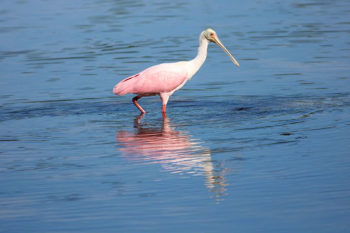 Drip - Photography by Michiale - Photography, Animals, Birds, & Fish ...