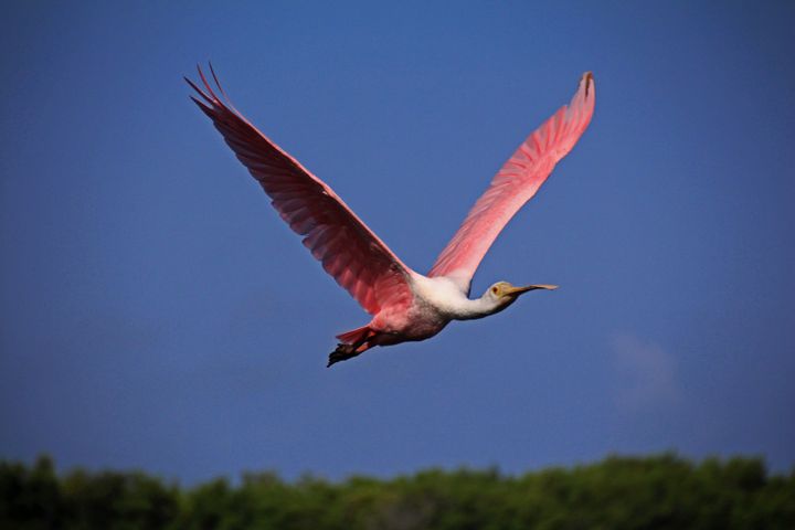 Roseate Spoonbill in Flight I - Photography by Michiale - Photography ...
