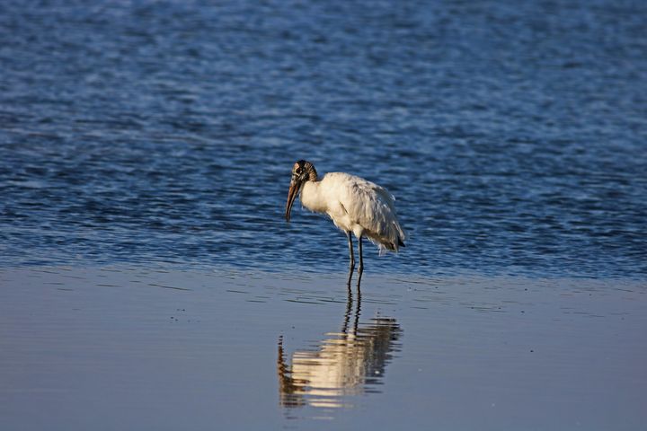Conceited - Photography by Michiale - Photography, Animals, Birds ...