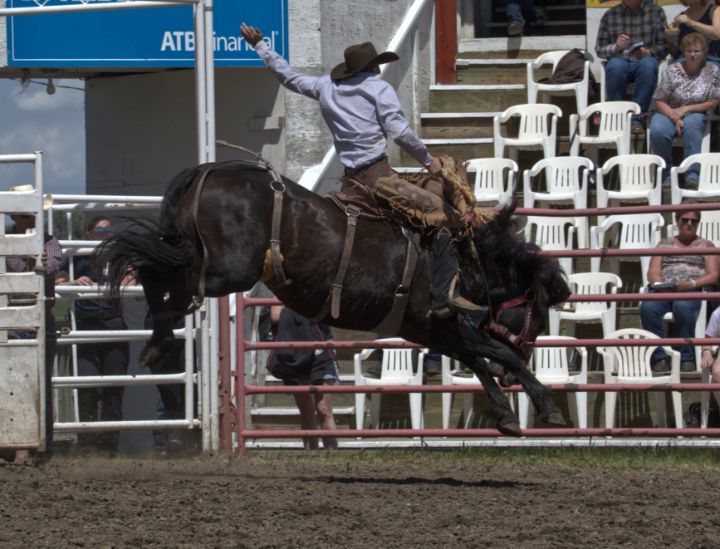 Daines Rodeo 2019 Bucking Bronc - AWW - Photography, Animals, Birds ...