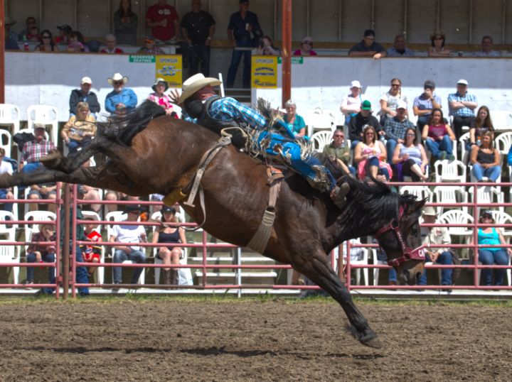 Daines Rodeo 2019 Bucking Bronc - AWW - Photography, Animals, Birds ...