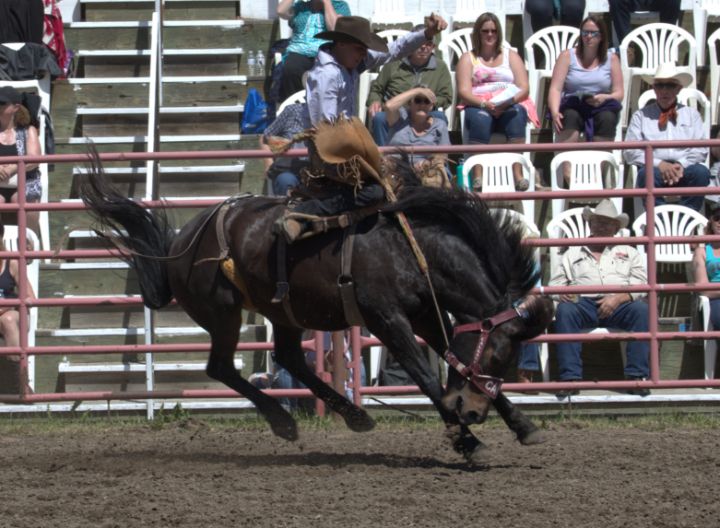 Daines Rodeo 2019 Bucking Bronc - AWW - Photography, Animals, Birds ...