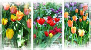 COLOURFUL TULIP COLLAGE - ArtbyTrudee - Photography, Flowers, Plants ...