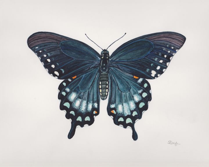 Stephanie Doyle Art - Paintings & Prints