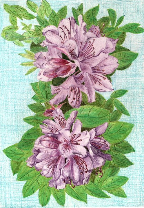 Rhododendrons - Art and Architecture - Drawings & Illustration, Flowers ...