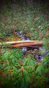 Palatlakaha picture pimp - Photography, Digital Art