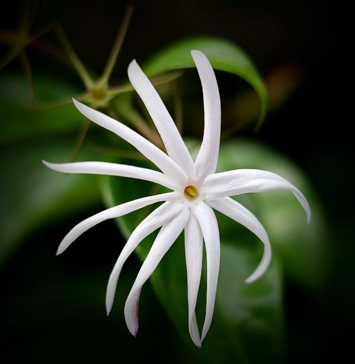 Angel Wings - Lowell T. Golby Photography - Photography, Flowers ...