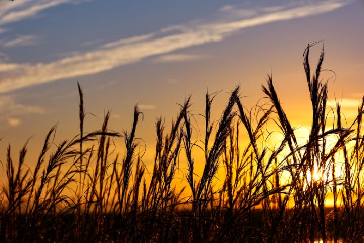 Grass Filter - LTG Photography - Photography, Landscapes & Nature ...