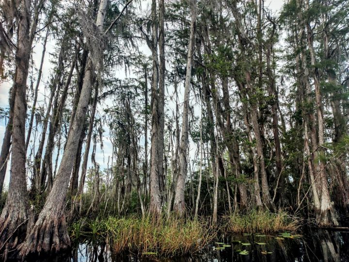 Cypress landscape - LTG Photography - Photography, Landscapes & Nature ...