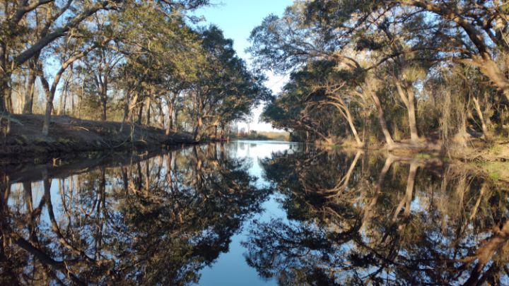 Centered oak tree canopy reflection - LTG Photography - Photography ...