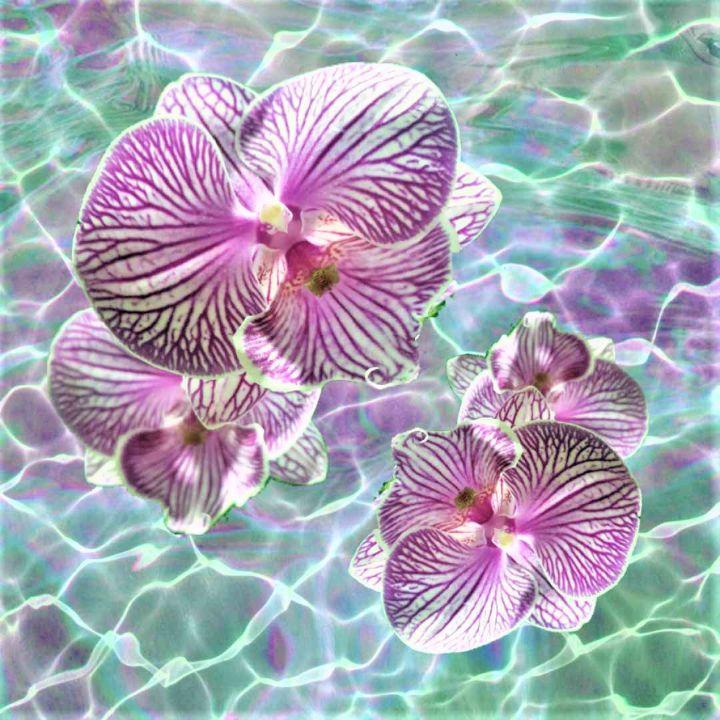 Floating Orchids - Vera Deans Vucicevic - Photography, Landscapes ...
