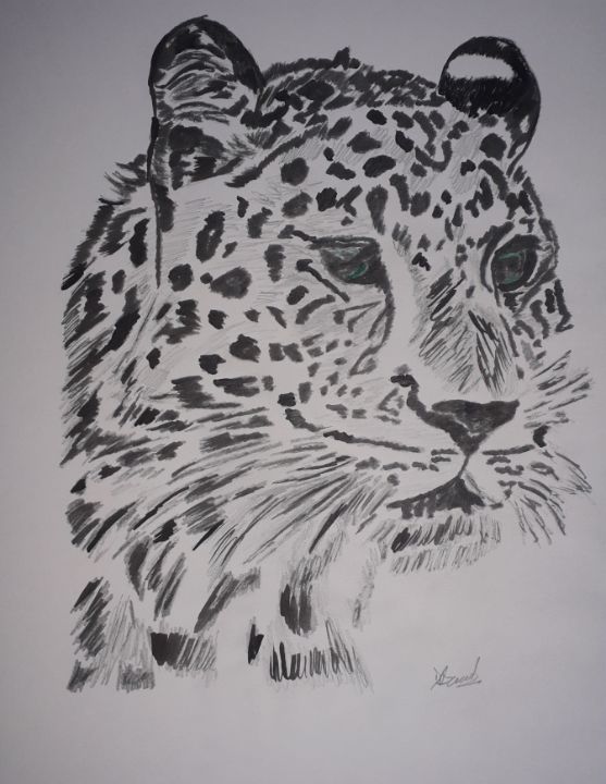 Cheetha Portrait in ink - Dave's Art - Drawings & Illustration, Animals ...