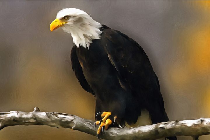 Bald Eagle Perched - Joseph Wall Art - Paintings & Prints, Animals ...
