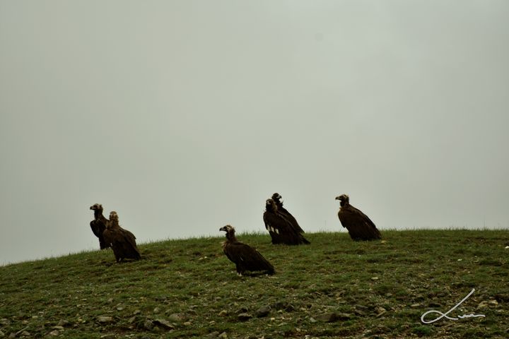 Vultures - Liam Kidner Photography - Photography, Animals, Birds ...