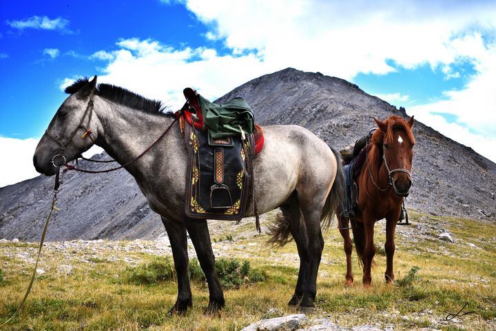 Mongol Horses II - Liam Kidner Photography - Photography, Animals ...