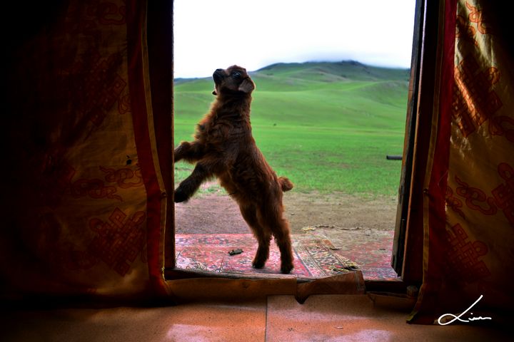 Baby Goat II - Liam Kidner Photography - Photography, Animals, Birds ...