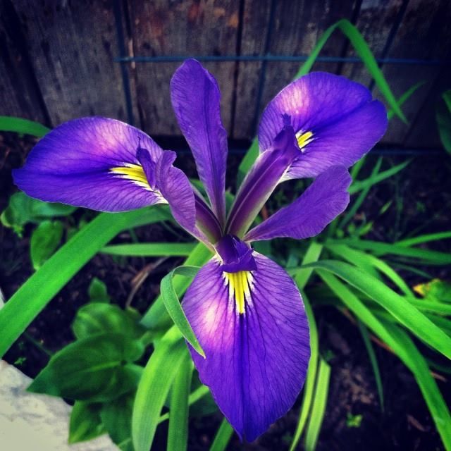 Purple Iris - Lemon photography - Photography, Flowers, Plants, & Trees ...