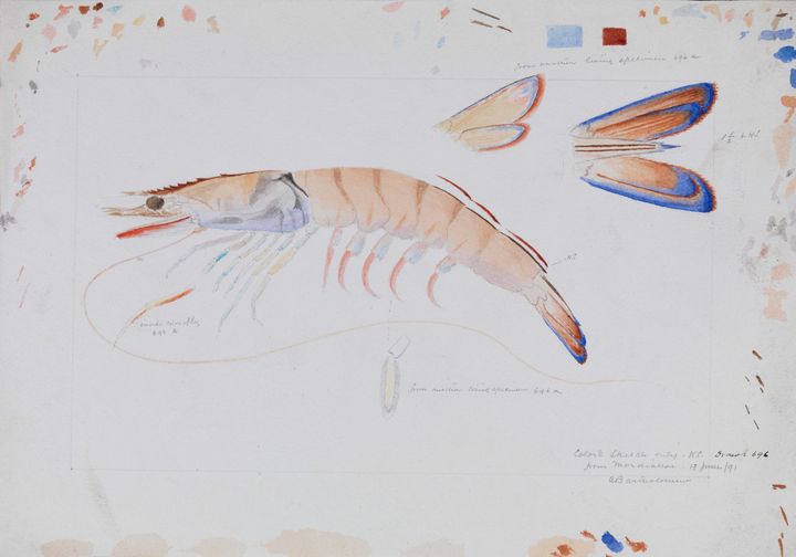 Arthur Bartholomew~Prawn - Old master image - Paintings & Prints ...