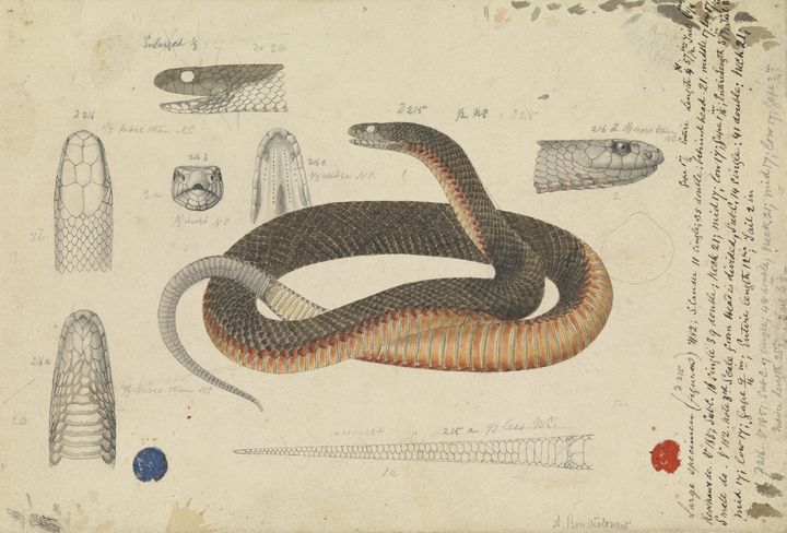 Arthur Bartholomew~Red-bellied Black - Old master image - Paintings ...