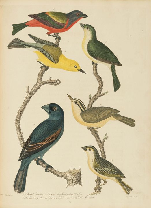 Alexander Wilson~American Ornitholog - Old master image - Paintings ...