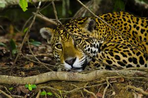 JUMA - Matheus Uhlmann - Photography, Animals, Birds, & Fish, Wild Cats ...