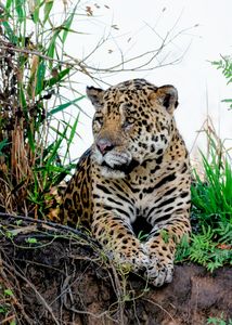 JUMA - Matheus Uhlmann - Photography, Animals, Birds, & Fish, Wild Cats ...