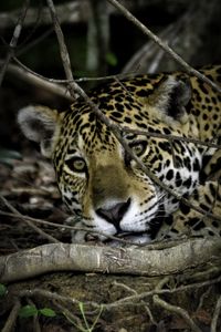 JUMA - Matheus Uhlmann - Photography, Animals, Birds, & Fish, Wild Cats ...