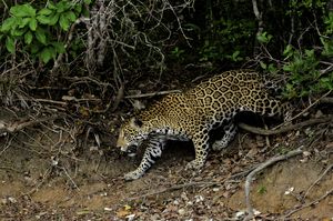 JUMA - Matheus Uhlmann - Photography, Animals, Birds, & Fish, Wild Cats ...