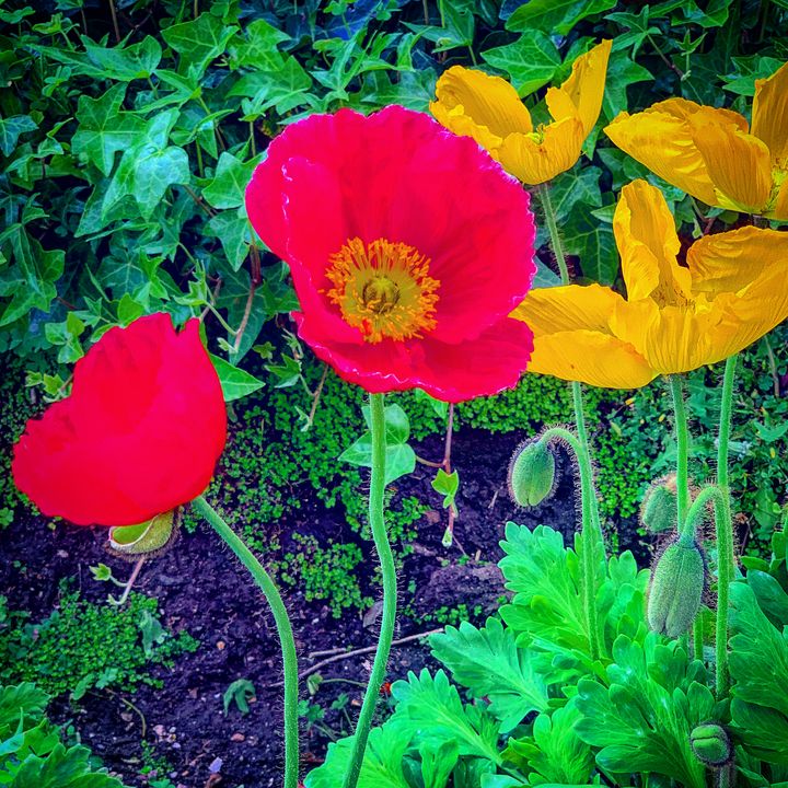 Posing Poppies - Daved Thom Images - Photography, Flowers, Plants ...