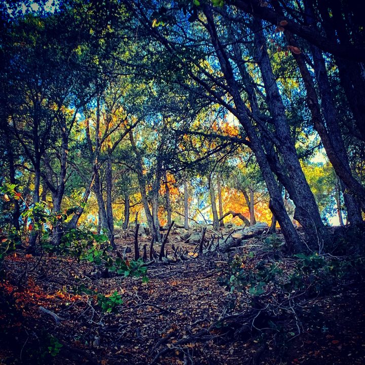 Forest Vibe - Daved Thom Images - Photography, Landscapes & Nature ...