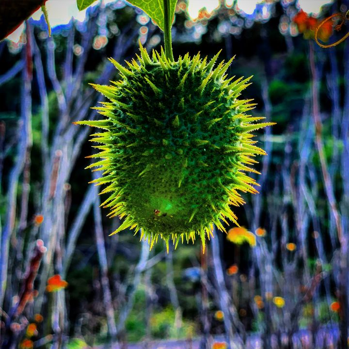 Alien Pod - Daved Thom Images - Photography, Flowers, Plants, & Trees ...