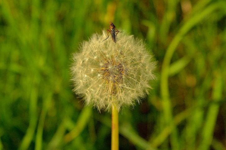 Dandelion with insect - Vanja Rosenthal Photography - Photography ...