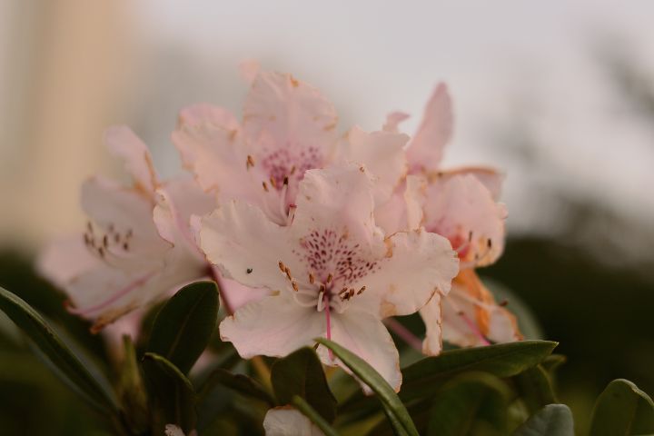 Blossom - Rosenthal Photography - Photography, Flowers, Plants, & Trees ...