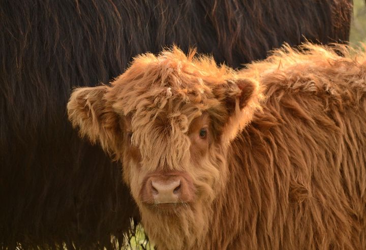 Cute little highlander calf - Rosenthal Photography - Photography ...