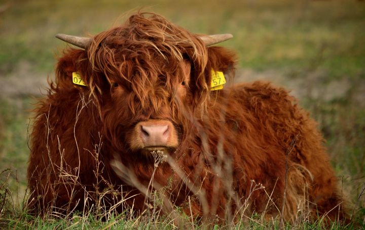 Highlande cow chilling in the grass - Rosenthal Photography ...