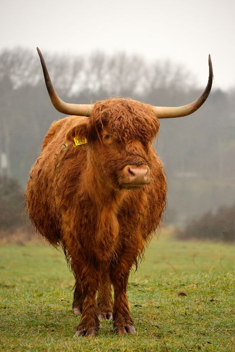 Wet highlander cow - Vanja Rosenthal Photography - Photography, Animals ...